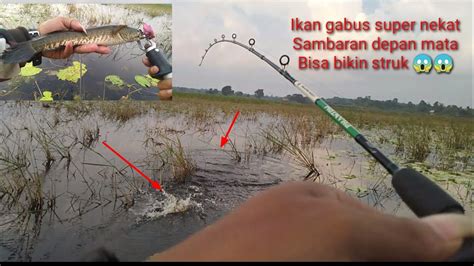 SPOT IDAMAN PARA ANGLER AUTO PANEN FULL STREAK YouTube