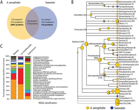 Taxonomic And Functional Annotations Of Proteins In The Sponge A