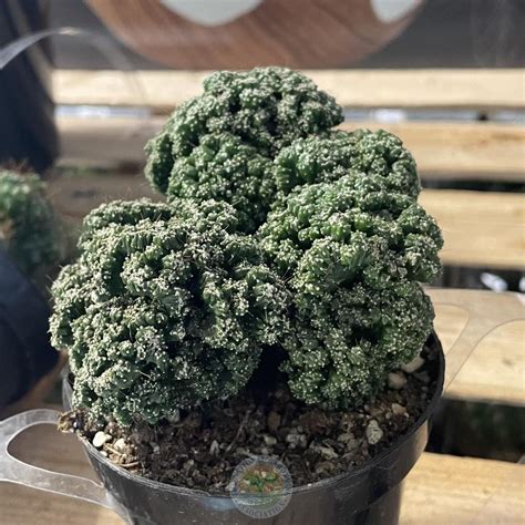 Monstrose Peruvian Apple Cactus Cereus Repandus Goblin