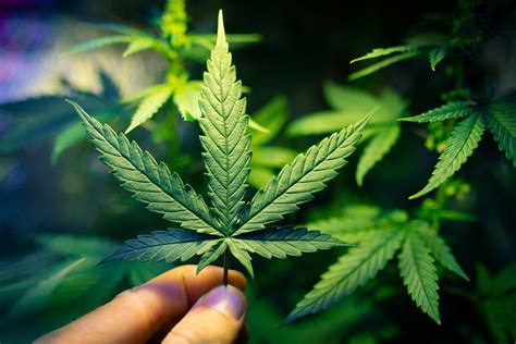 Zusammenhang Zwischen Cannabiskonsum Und COVID Krankenhausaufenthalten Uncut News Ch