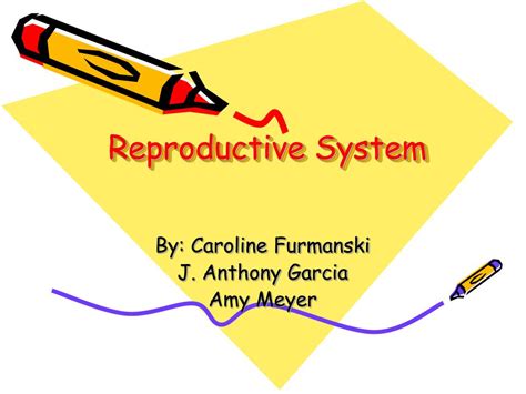 Ppt Reproductive System Powerpoint Presentation Free Download Id