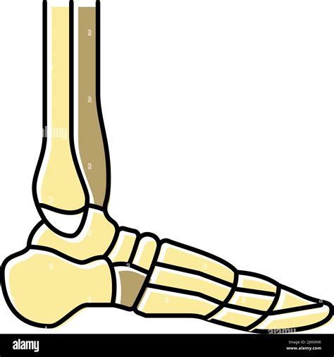 Ankle Bone Color Icon Vector Illustration Stock Vector Image And Art Alamy