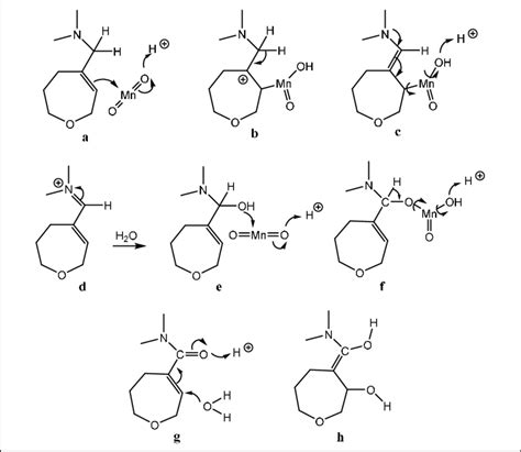 First And Second Oxidation Steps Of Brucine And Hydration The Tertiary