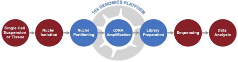 Single Cell Rna Seq Singulomics Corporation