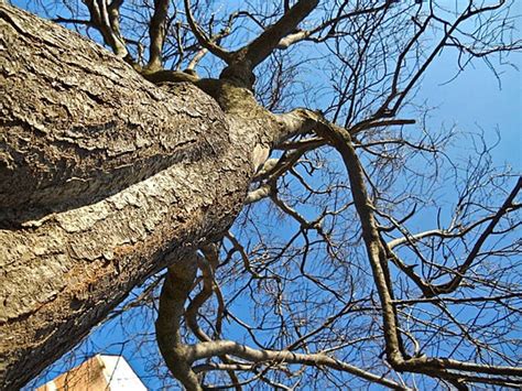 Tree Knowledge Background Images Hd Pictures And Wallpaper For Free