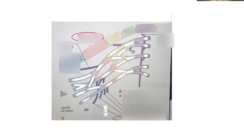 Brachial Plexus Diagram Quizlet