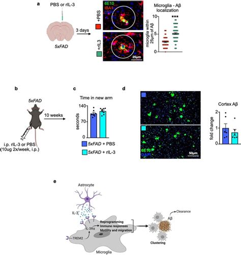 Ril 3 Delivery To The Cortex Or Periphery Of 5xfad Mice And Summary