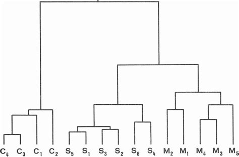 Dendrogramma Ottenuto Dalla Classificazione Numerica Della Tabella Di