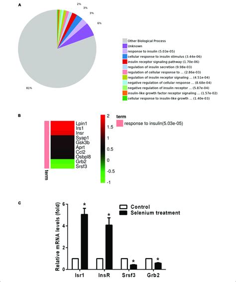 Gene Ontology Go Enrichment Analysis Of Biological Processes For