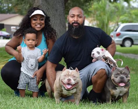 Top American Bully Breeding Artofit