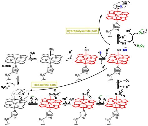 Chemistry Of Hydrogen Sulfide—pathological And Physiological Functions