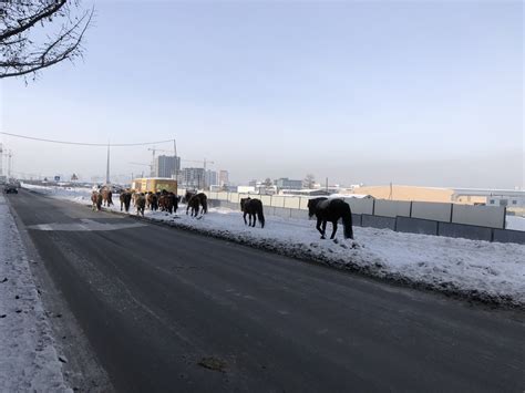 Нийслэлийн хориглосон бүсээс 4557 толгой мал гаргалаа
