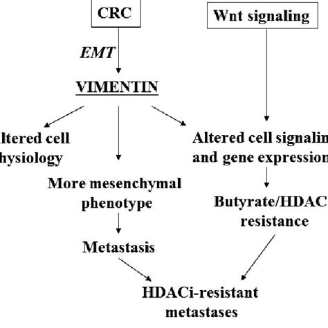 Proposed Vimentin Interactions In Crc Deregulated Wnt Signalling