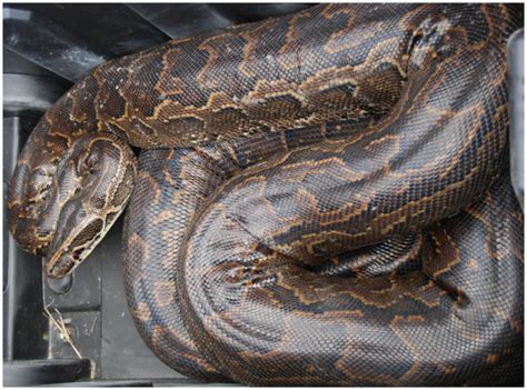 Burmese Python Full Grown