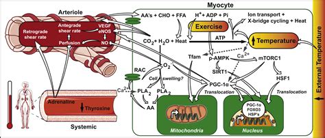 Maximizing Cellular Adaptation To Endurance Exercise In Skeletal Muscle Cell Metabolism