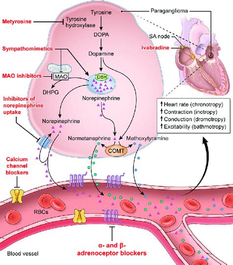 Catecholamines Plasma Thyrocare Aarogyam Centrediagnostic Centre