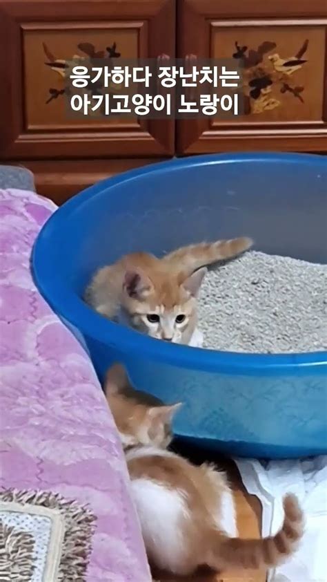 장난꾸러기 고양이 🐱 Youtube