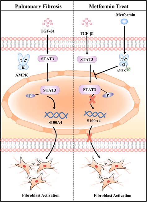 Metformin Attenuates Fibroblast Activation During Pulmonary Fibrosis By