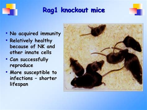 Ppt T Cells Nk Cells Activating And Inhibitory Receptors Immune