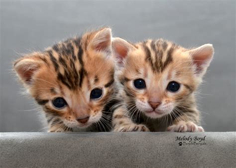 Available Bengal Kittens For Sale BoydsBengals