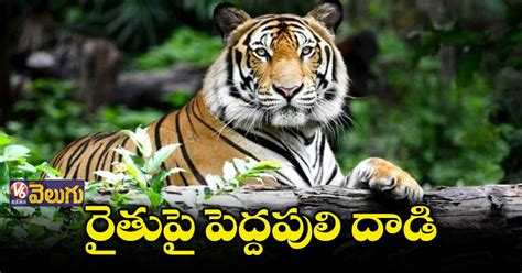 ఆసిఫాబాద్ జిల్లాలో విషాదం
