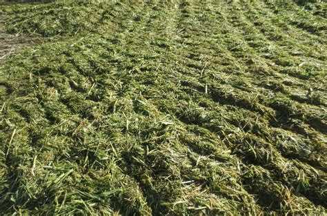 Ensilaje y distribución del forraje compactado en silo tipo torta