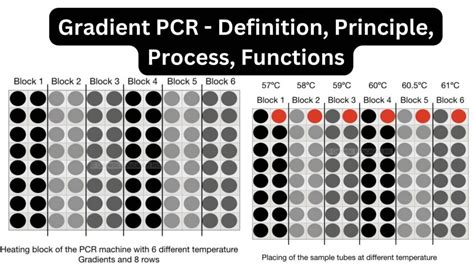 Gradient Pcr Definition Principle Process Functions Biology