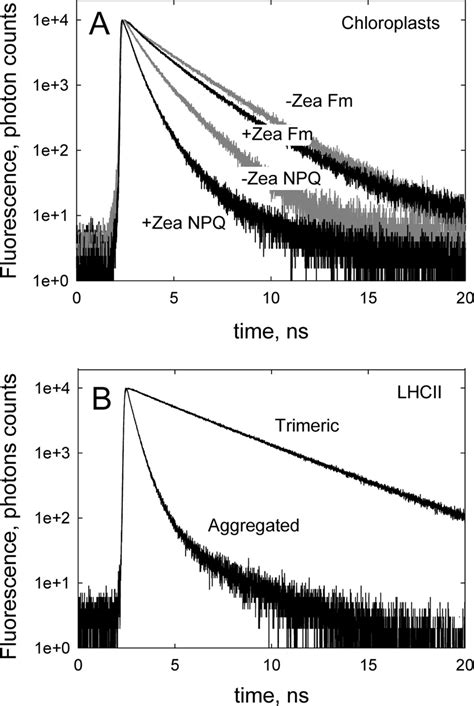 A Time Resolved Fluorescence Lifetime Decay Kinetics Of Dilute Zea