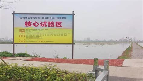 真抓实干显成效 南县打造稻虾全产业链兴农富民 知乎