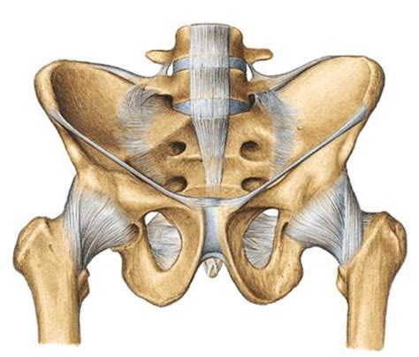 Membre Pelvien Arthrologie Cartes Quizlet