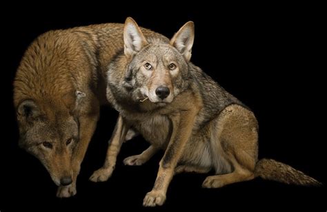Bensozia Taxonomy Evolution And The Red Wolf Conundrum
