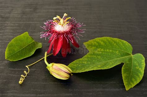 Passion Flower Passiflora Incarnata Krishna Kamal Deciduous Perennial