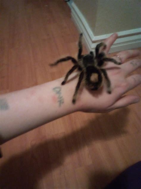 Molt Sexing Male R Tarantulas