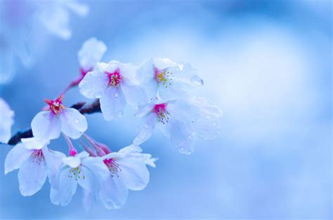花散らしの雨 GANREF