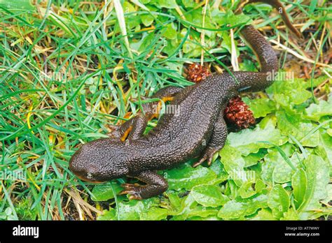 Rough Skinned Newt Taricha Granulosa Western Newt A Toxic Species Oregon Coast Stock