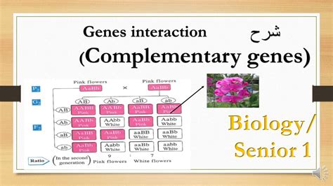 Complementary Genes Genes Interaction Biology 1st Secondary شرح Youtube