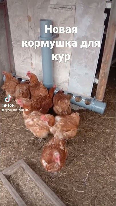 кормушка для кур из канализационной трубы Youtube