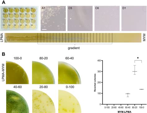 Gradient Agar Plates Allow Prediction Of Switching Efficiency A