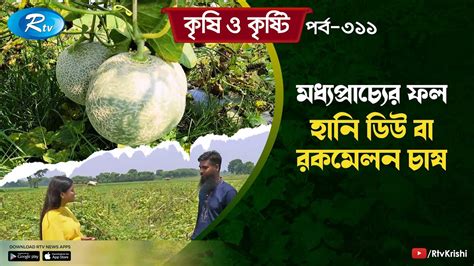 মধ্যপ্রাচ্যের ফল হানি ডিউ বা রকমেলন চাষ Cultivation Of Honeydew Or
