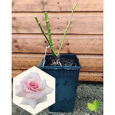 A Whiter Shade Of Pale 4l Potted Rose Hybrid Tea Rose