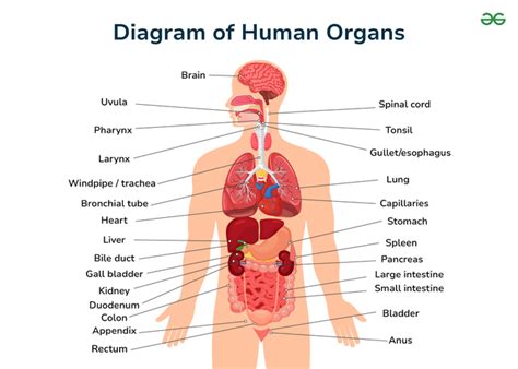 Difference Between Tissues And Organs GeeksforGeeks