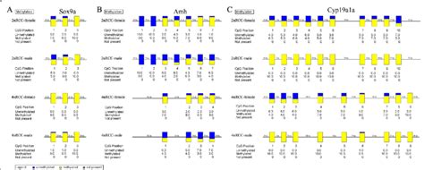 Differential CpG Methylation Status Of Sox9a A Amh B And Cyp19a1a