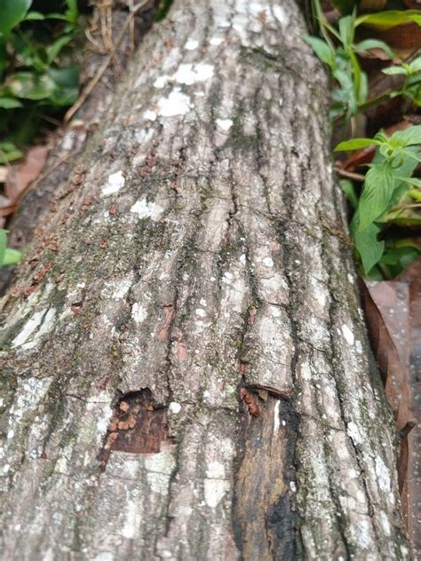 Fallen Tree Tunk In The Garden Stock Photo Image Of Flower Leaf 277270508
