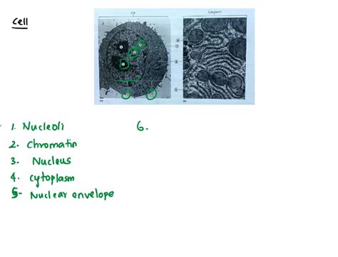 Solved Text Use The Terms Provided To Identify The Structures