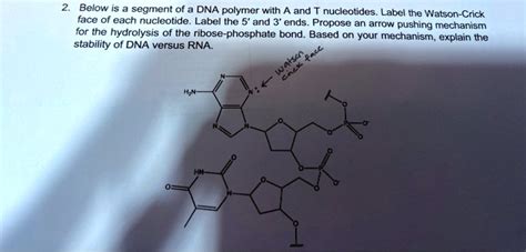 Below Is Segment Of A Dna Polymer With And Nucleotides Label The Watson Crick Face Of Each