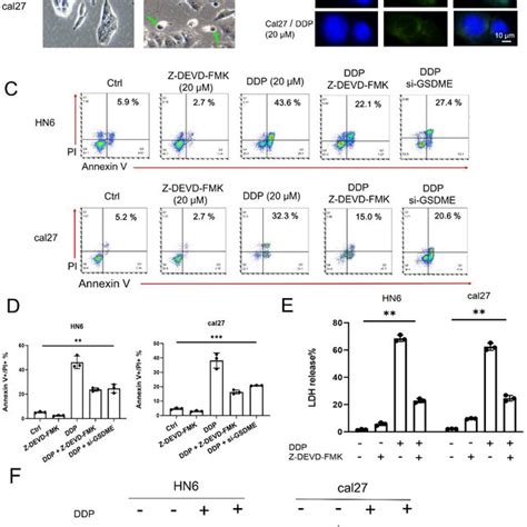 Cisplatin Induce Pyroptosis In Oscc Cell Lines Through Caspase3gsdme