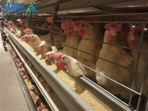 Fully Automatic Chicken Cage Poultry House For Layers Broilers Brood