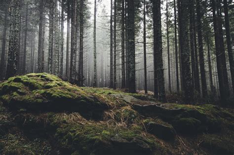 Download Nature Forest 4k Ultra Hd Wallpaper