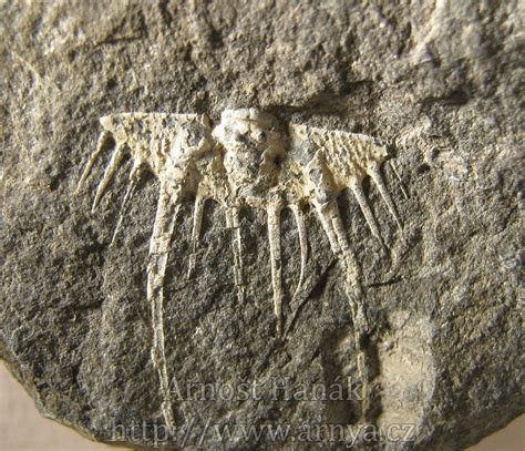 Zkameněliny Odontopleurida Barrandien Arnošt Hanák