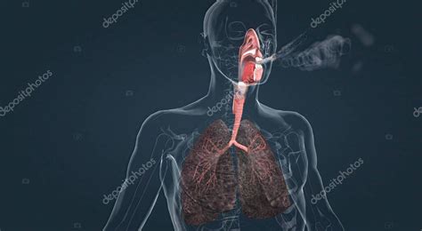 Fumar Puede Causar Enfermedad Pulmonar Al Dañar Las Vías Respiratorias